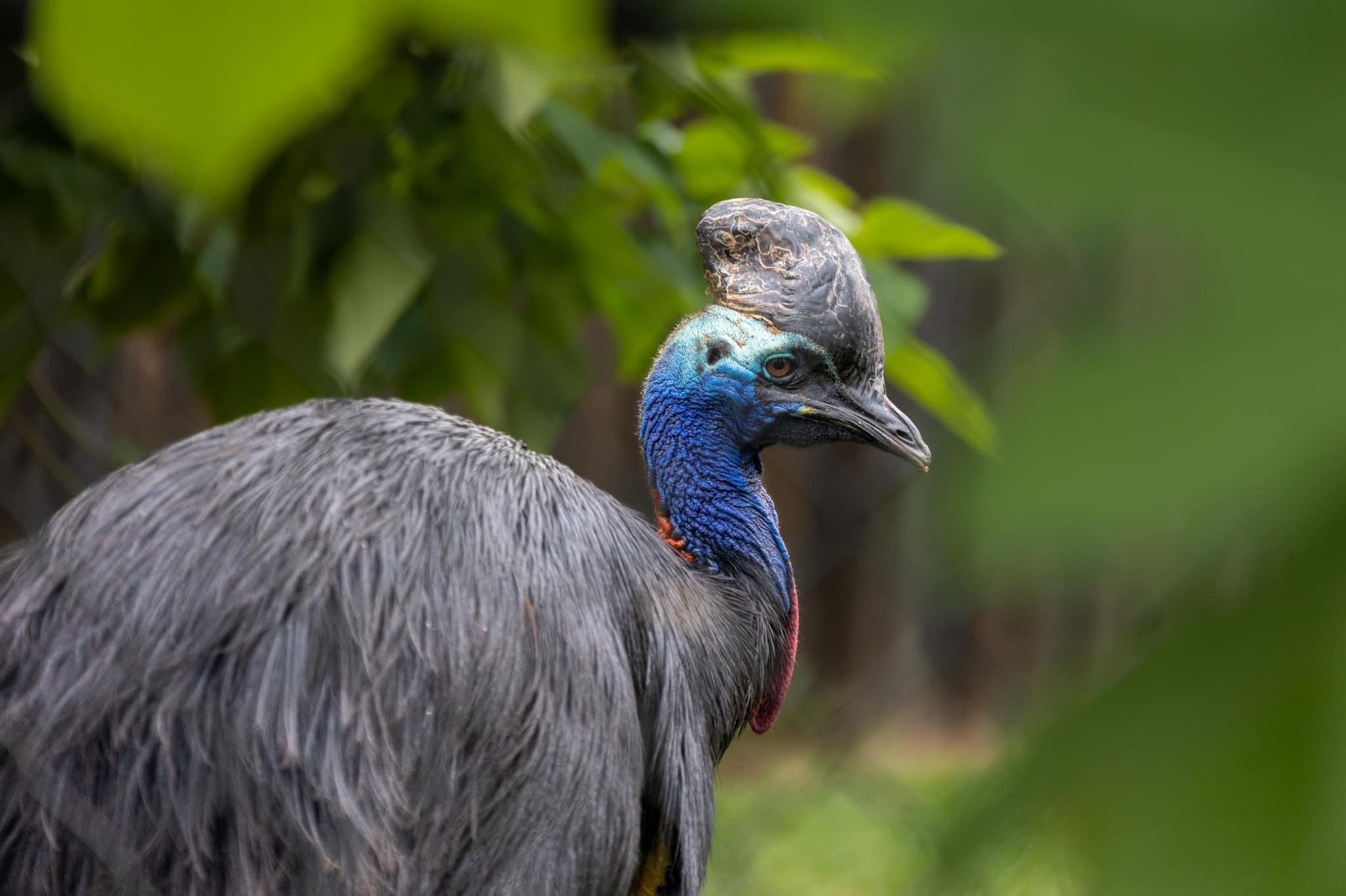 cassowary-feeding-kirkpatrick-animal-conference-attendees