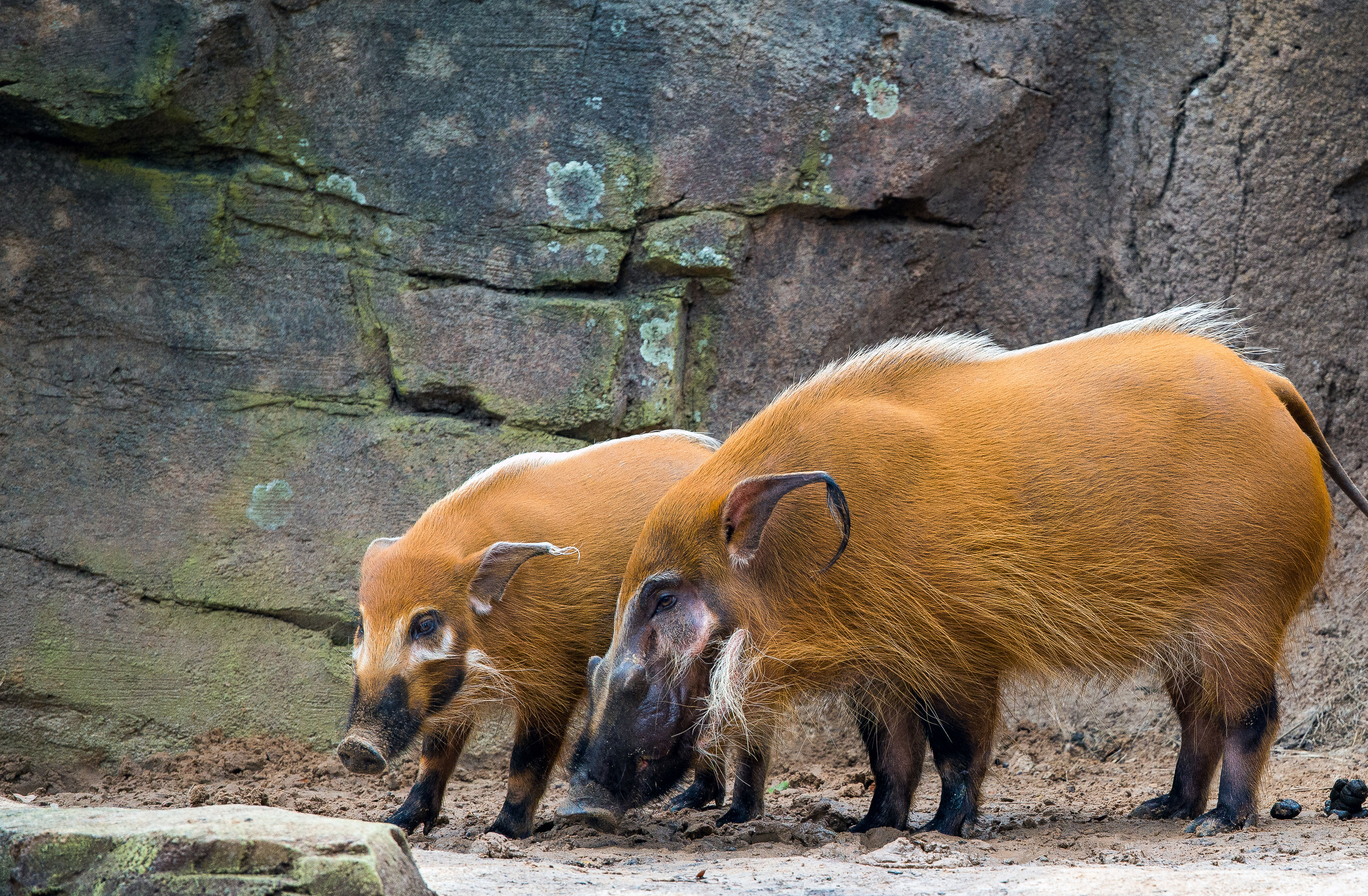 Red River Hog